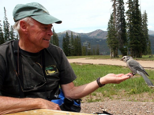 Camp Robber: The Gray Jay | birdingthebrookeandbeyond