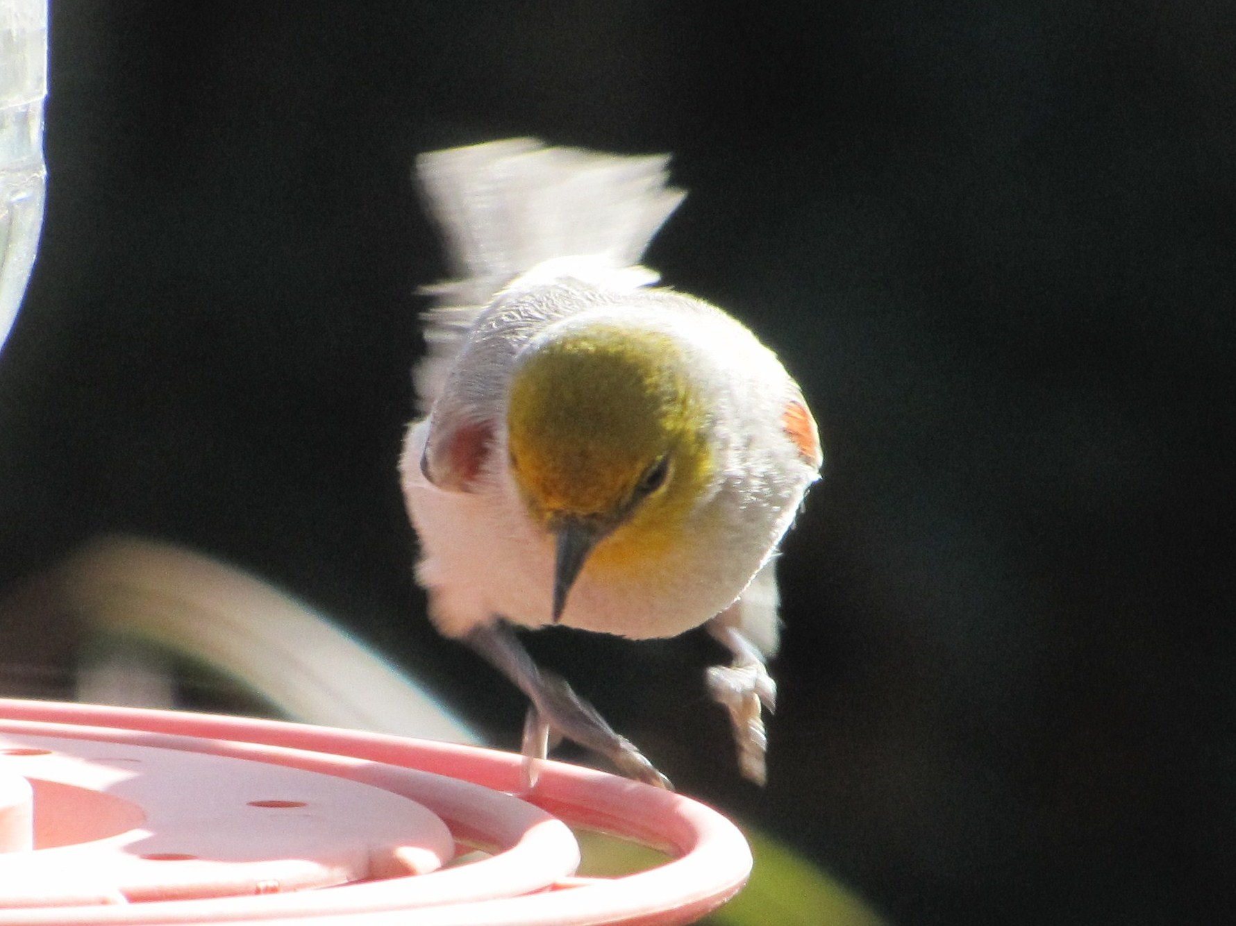 Arizona’s Acrobatic Bird, the Verdin | birdingthebrookeandbeyond