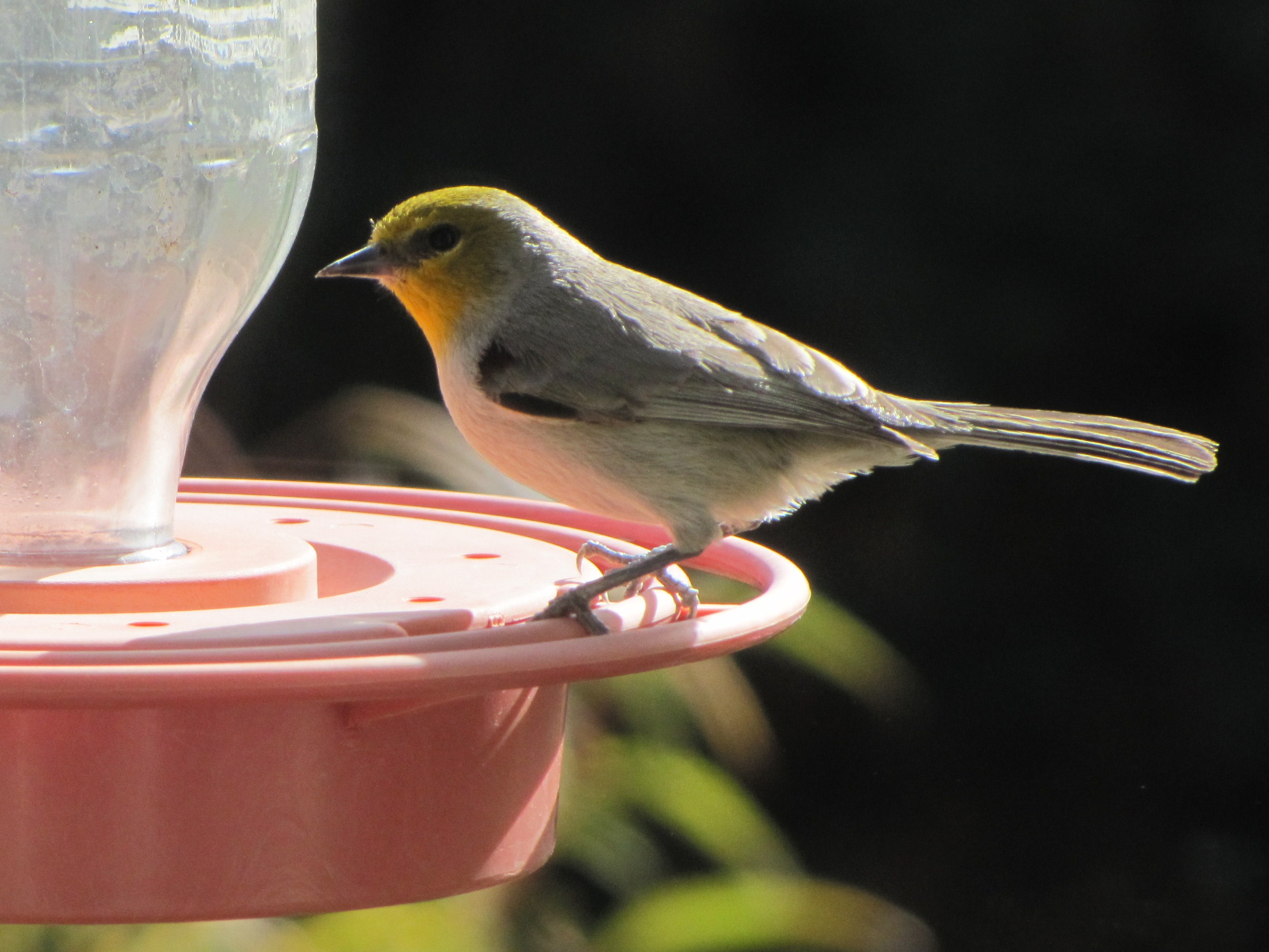 Arizona’s Acrobatic Bird, the Verdin | birdingthebrookeandbeyond