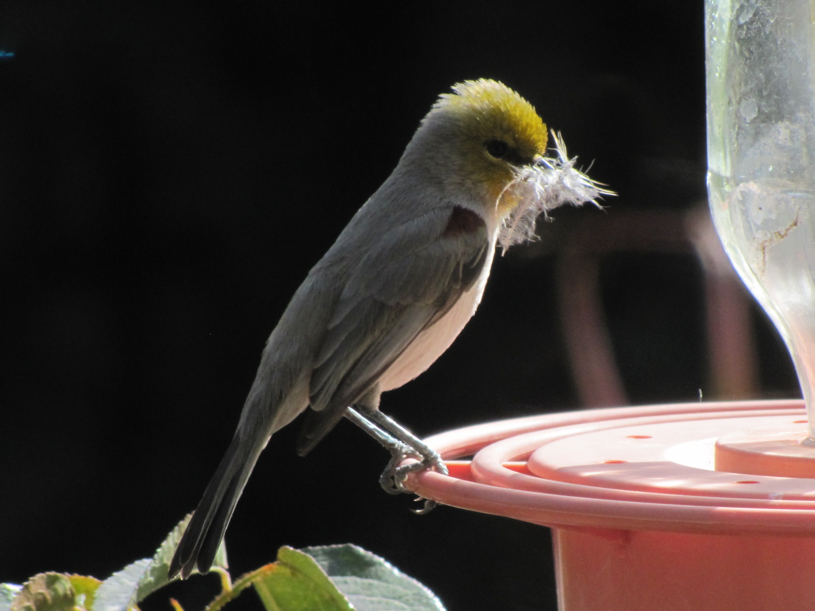 Arizona’s Acrobatic Bird, the Verdin | birdingthebrookeandbeyond