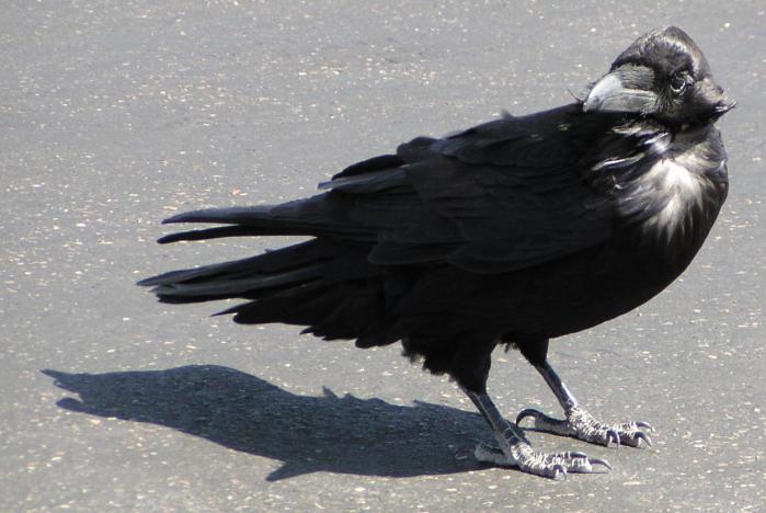 Ravens and Crows and Ravens, Oh My! | birdingthebrookeandbeyond