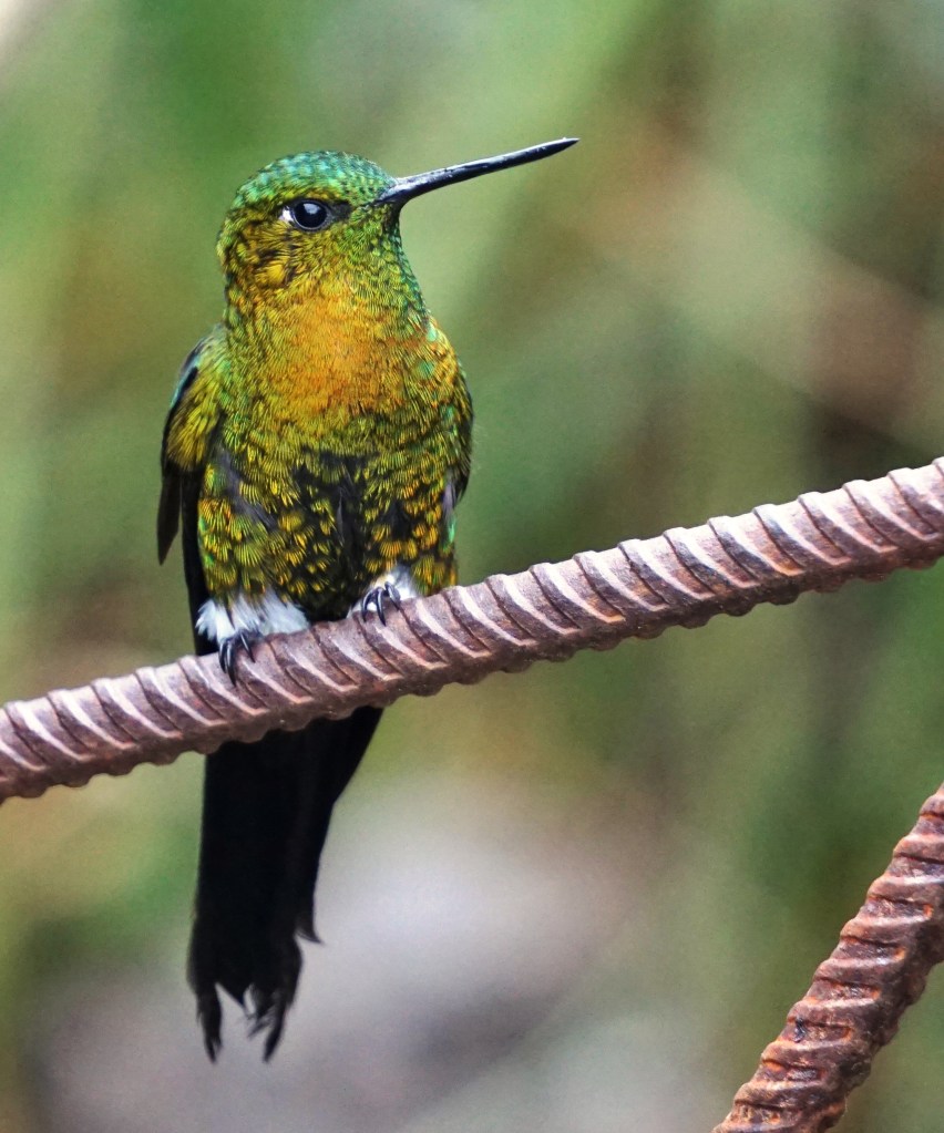 The Hummingbirds of Colombia | birdingthebrookeandbeyond