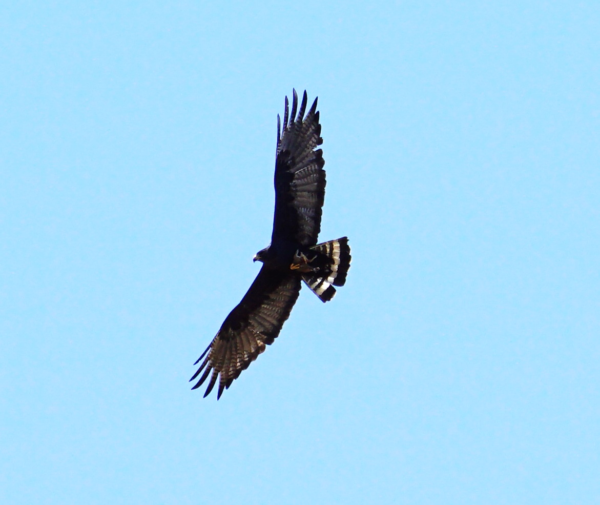 Vultures and the Zone-tailed Hawk | birdingthebrookeandbeyond