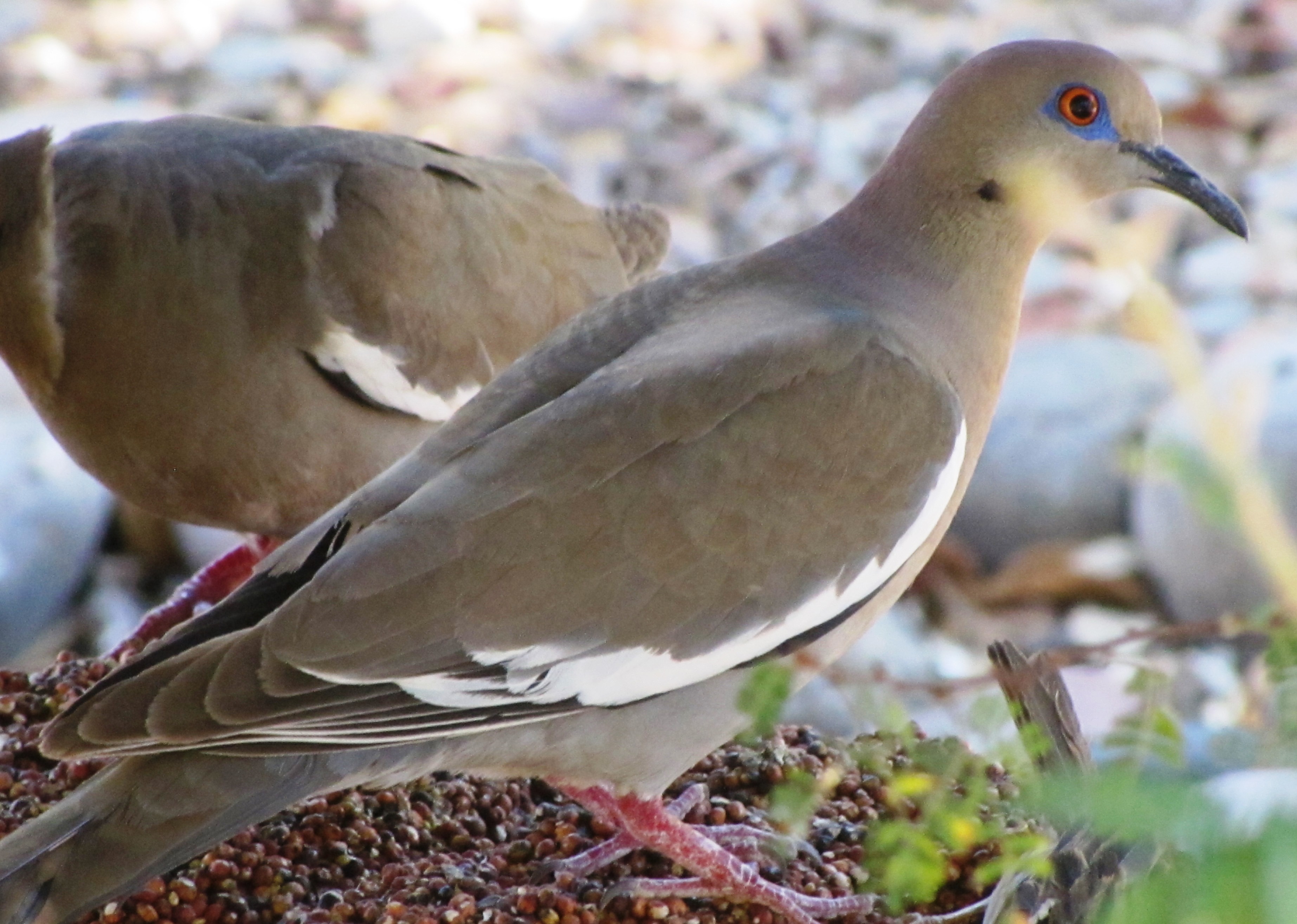 The Singing Tree | birdingthebrookeandbeyond