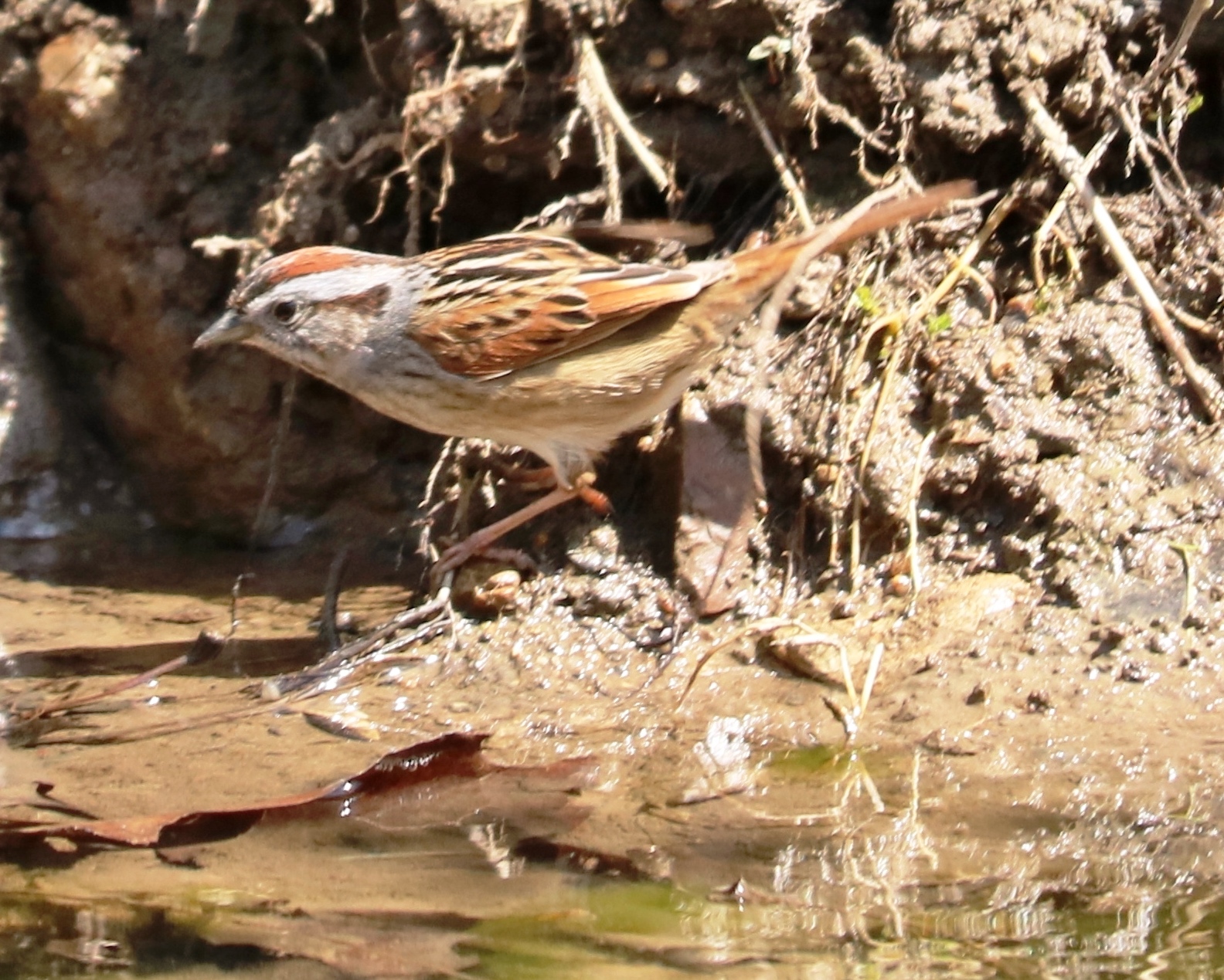 Vacation Birding | birdingthebrookeandbeyond