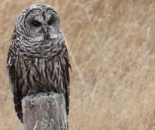 The World of the Owl | birdingthebrookeandbeyond